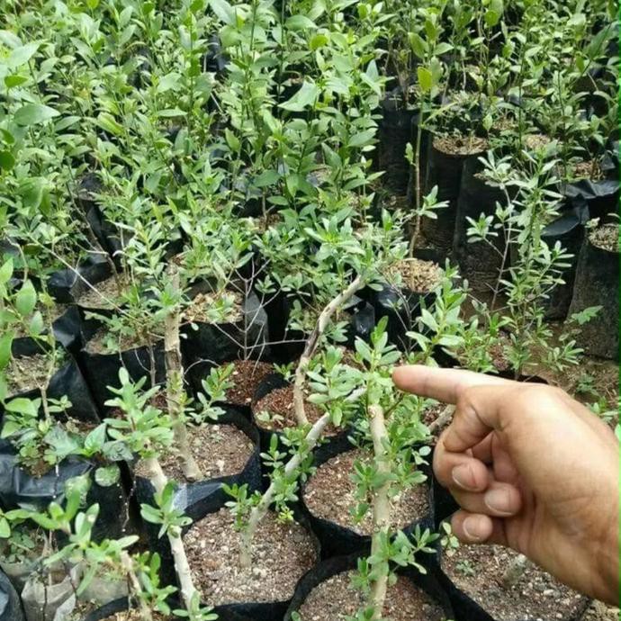 Jual Kib Bibit Tanaman Pohon Santigi Stigi Bahan Bonsai | Shopee Indonesia