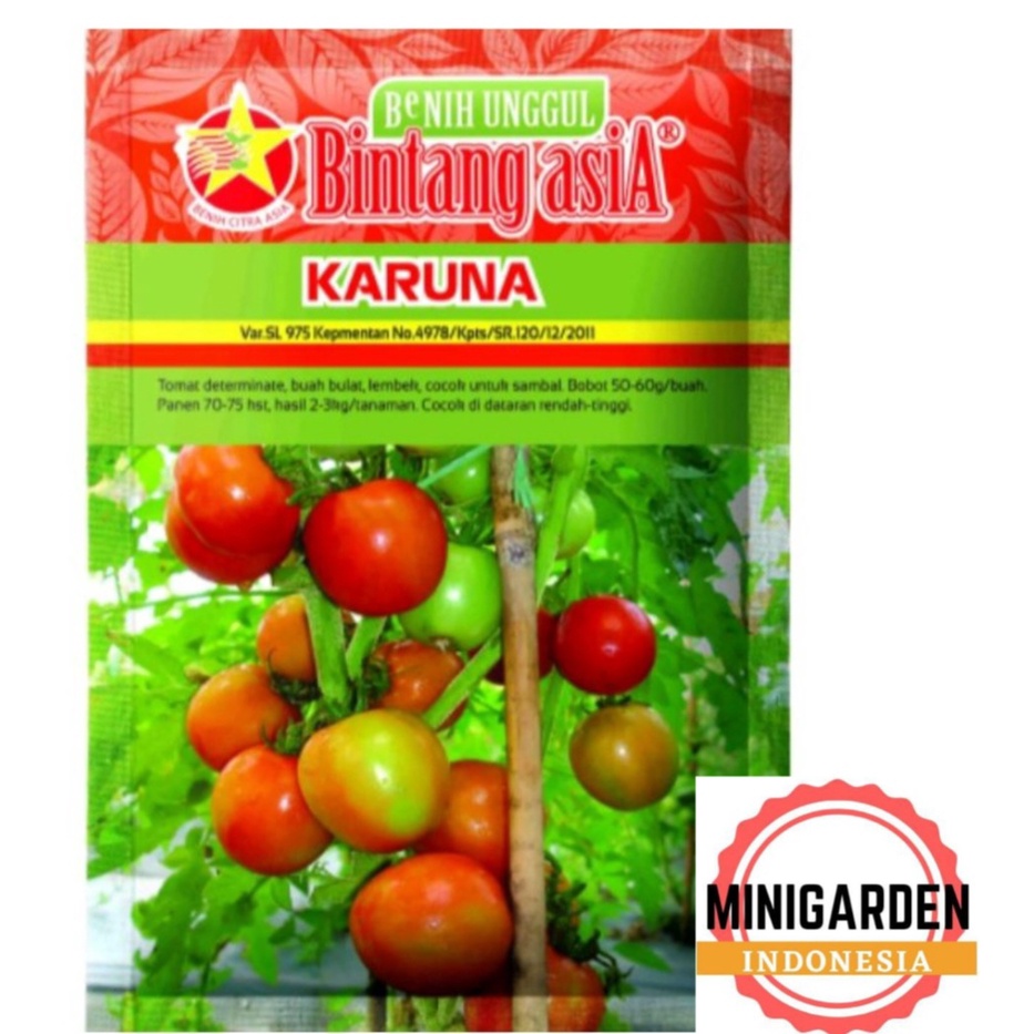 Jual TOMAT MERAH KARUNA 10 GRAM PACK BESAR benih bibit biji tomat lalap ...