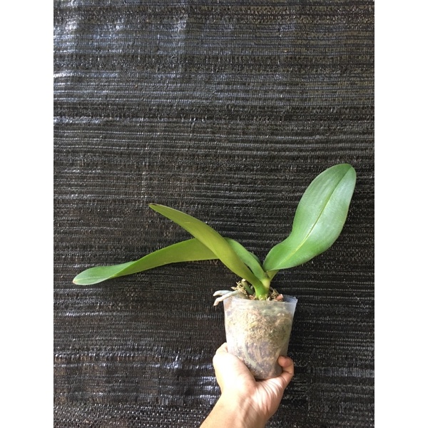 Jual Anggrek Bulan Dewasa Premium / Mini Daun 3 Pcs | Shopee Indonesia