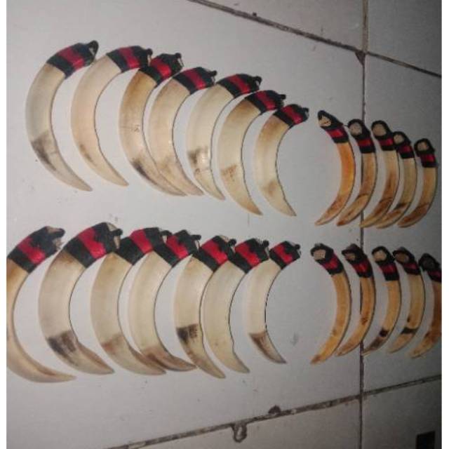 Jual TARING BABI 9CM | Shopee Indonesia