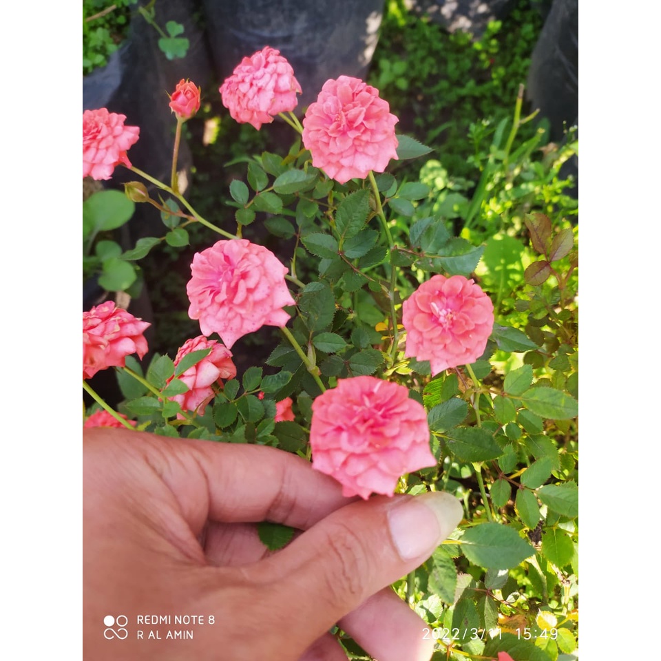 Jual MAWAR BABY ROSE TUMPUK | Shopee Indonesia