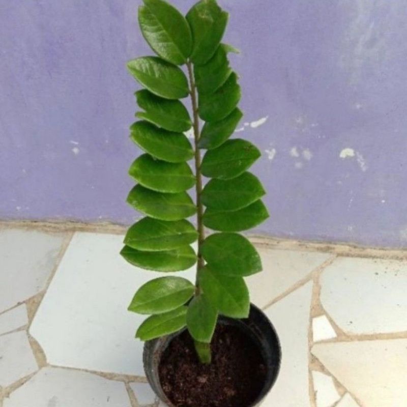 Jual (BISA COD) Tanaman hias zamia dolar pohon zamea dolar tanaman hias ...