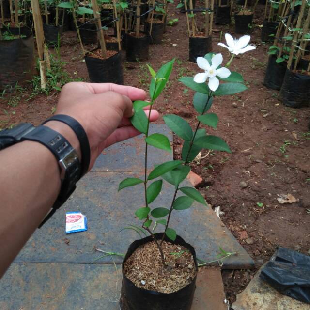 Jual Tanaman bunga melati jasmi/bunga melati jasmin/tumbuhan bunga ...