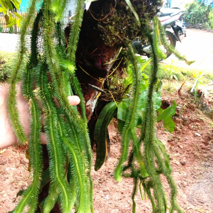 Jual Kumpai ekor monyet tanaman hias gantung | Shopee Indonesia