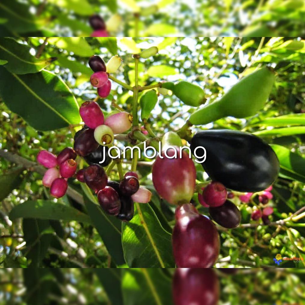 Pohon Jamblang