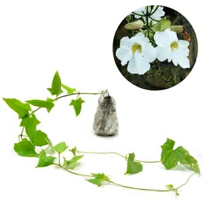 Jual Tanaman Hias Rambat Thunbergia Bunga Putih | Shopee Indonesia