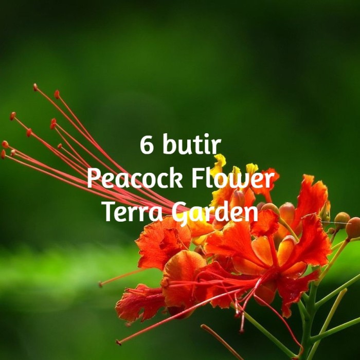 Jual Biji Benih Bunga Peacock Flower Kembang Merak Caesalpinia ...