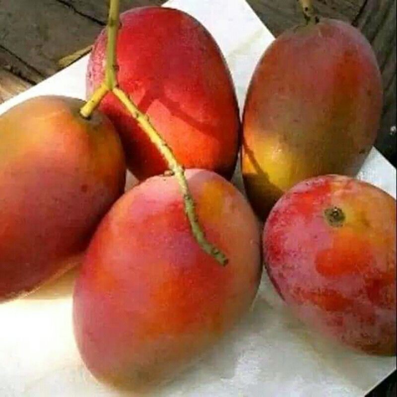 Jual bibit mangga red emperor ASLI (bisa cod) | Shopee Indonesia