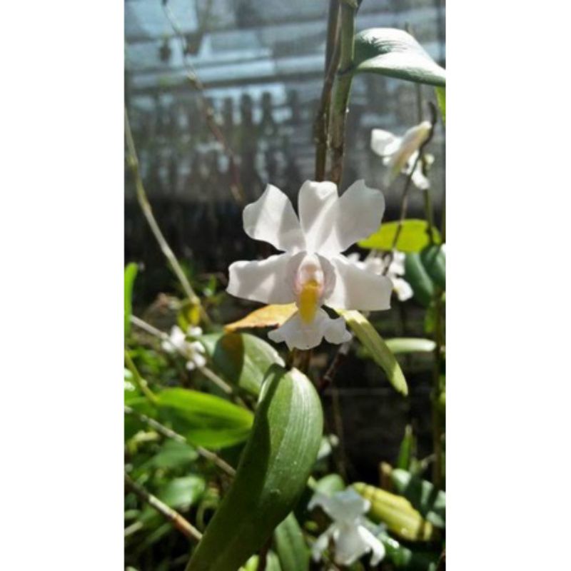 Jual Anggrek mini dendrobium odoratum sp | Shopee Indonesia