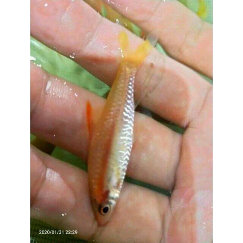 Jual puntius denisoni golden | Shopee Indonesia