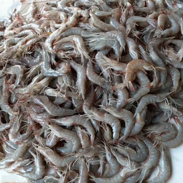 Jual Udang fresh ( Udang peci size 80-90/kg ) | Shopee Indonesia