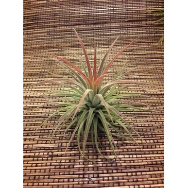 Jual PROMO TERBATAS- tillandsia ionantha rubra | Shopee Indonesia