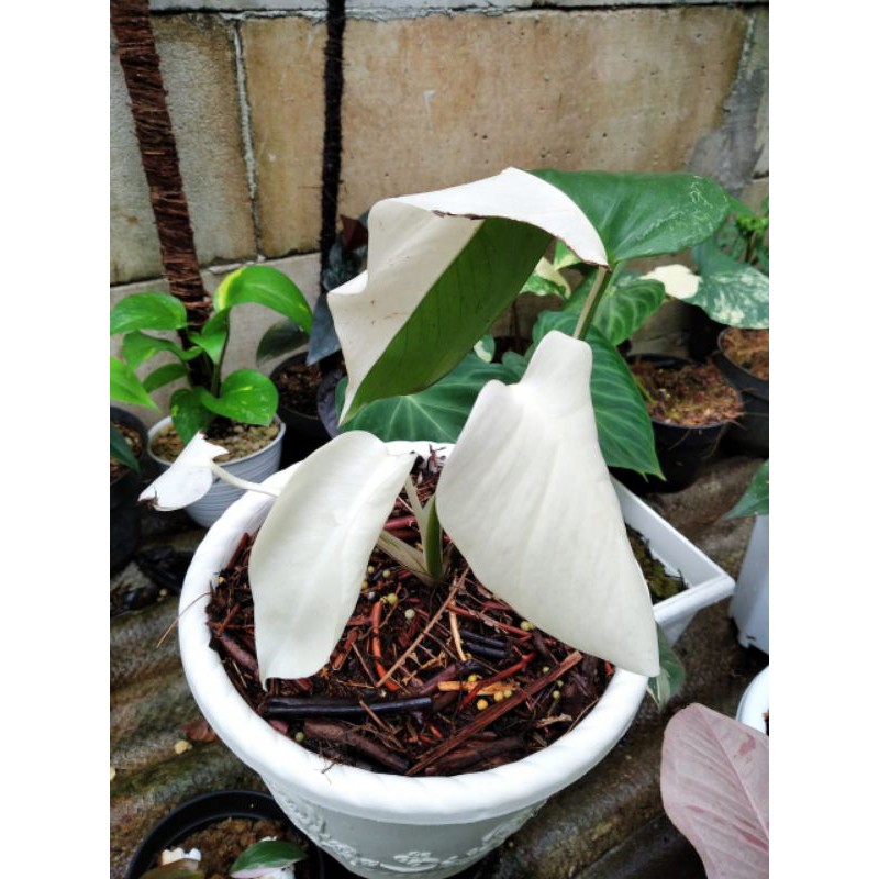Jual Monstera Varigata Albino - Foto Real Pict - monstera varigata ...