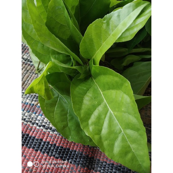 Jual Daun Singkil Segar/Buas Buas 100 gram Membantu Memperbanyak Air ...