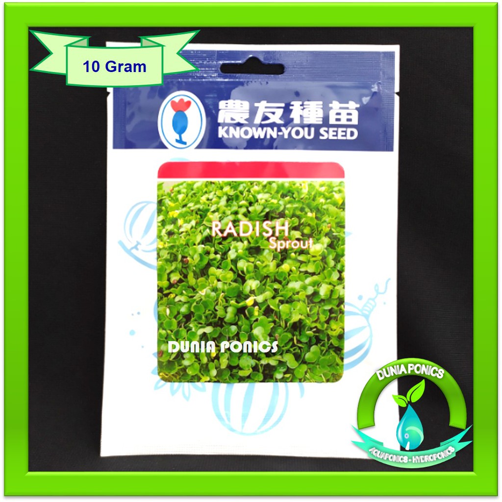 Jual Benih Microgreen Green RADISH Sprout Known You Seed 10 Gram Seeds ...