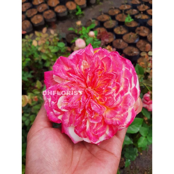 Jual Mawar import kordes jubillee / Wangi bunga besar jumbo | Shopee ...