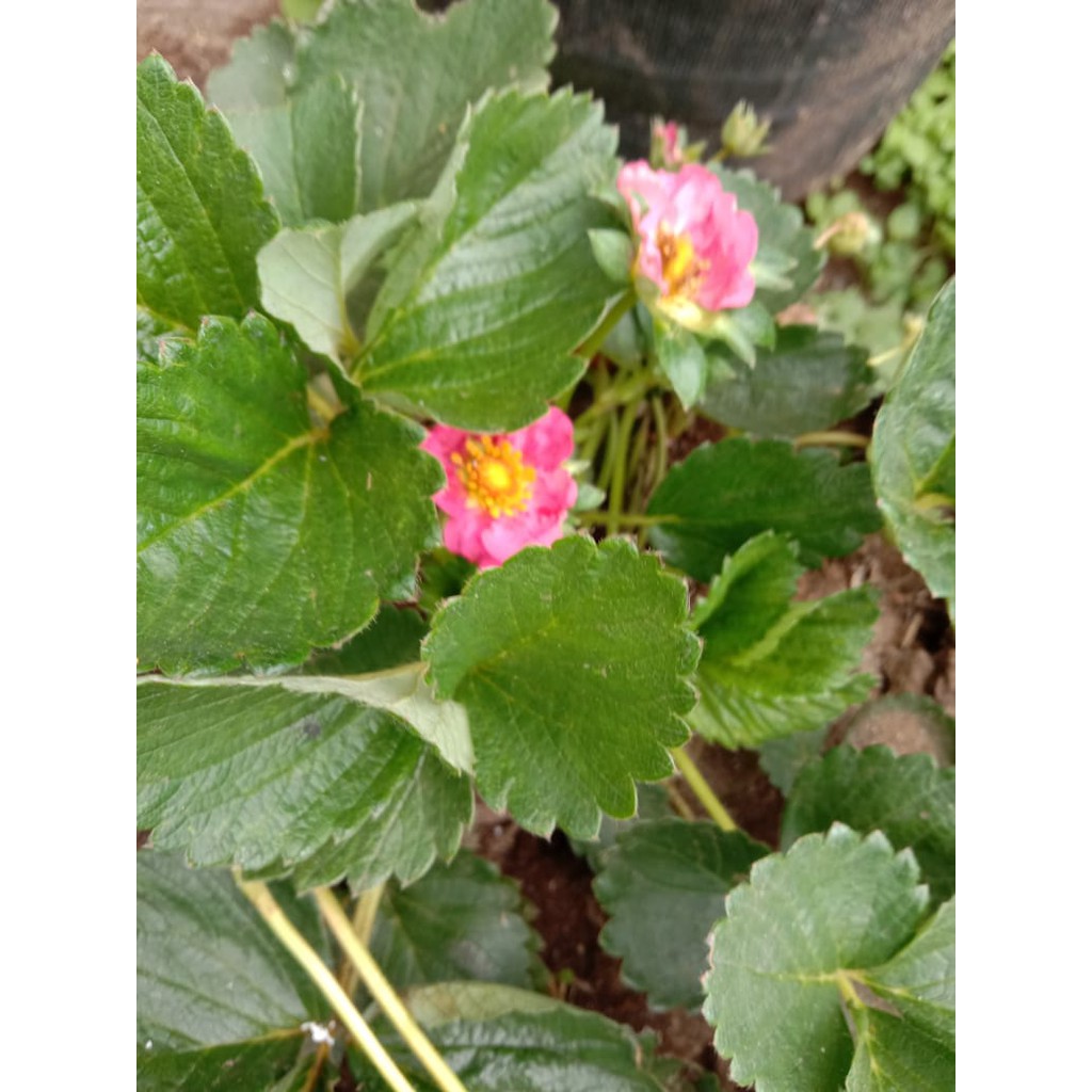 Jual BIBIT STRAWBERRY MERLAN, TANAMAN STRAWBERRY, STROBERI, STROBERY ...