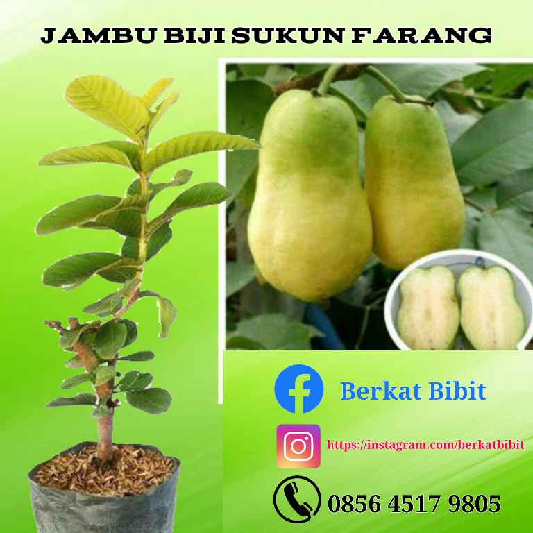 Jual Tanaman Jambu Biji Sukun Farang | Shopee Indonesia