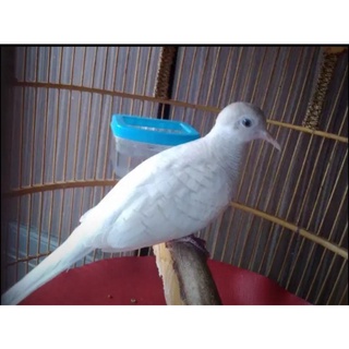 Jual Burung Perkutut Putih Lurik | Shopee Indonesia