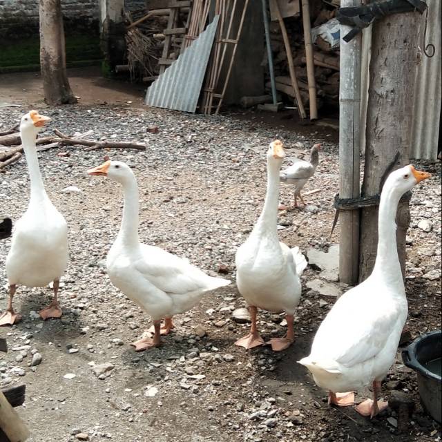 Jual TELUR ANGSA / SOANG UNTUK DIKONSUMSI / DIBUAT JAMU | Shopee Indonesia