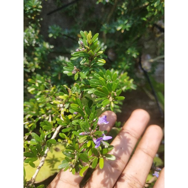 Jual Bibit bahan Bonsai Saeng Simbur Vietnam Super Micro Bunga Ungu ...