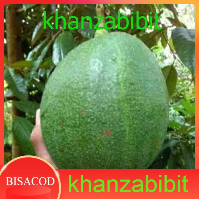 Jual Bibit alpukat hawai (KHANZA) | Shopee Indonesia
