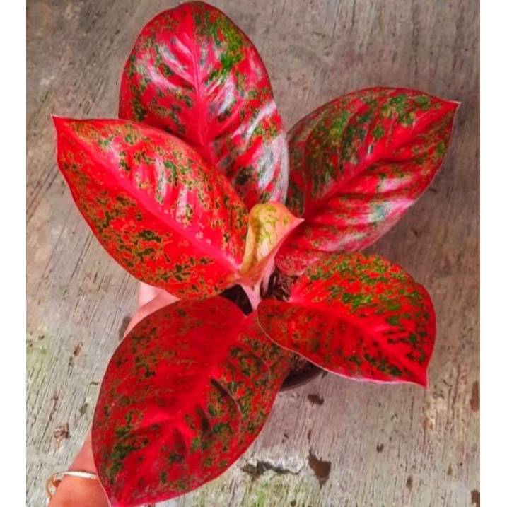 Jual Aglaonema red stardus /Aglonema red stardust florist nursery ...