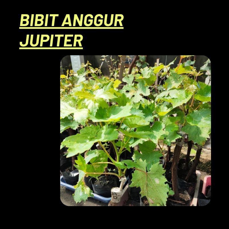 Jual Bibit Anggur Import Jupiter Seedless Grafting, POHON ANGGUR ...