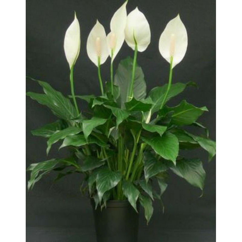 Jual Tanaman hias bunga lili putih peace lily | Shopee Indonesia