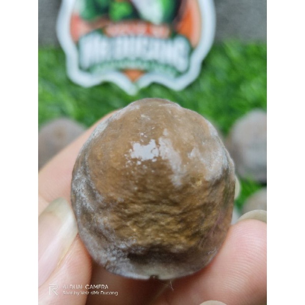Jual MUNCANG ADU JALIM SI OLLA (OBAR X LINGLUNG) | Shopee Indonesia