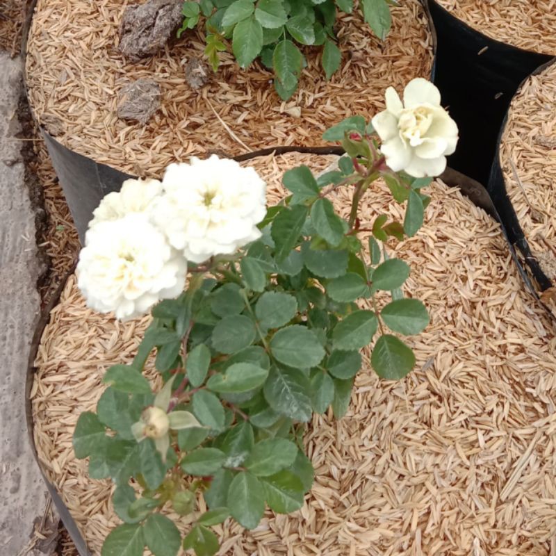 Jual tanaman hias bunga mawar baby rose putih | Shopee Indonesia