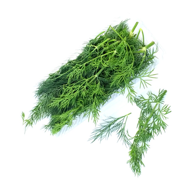 Jual Daun Adas / Daun Dill (50gr / pack) | Shopee Indonesia