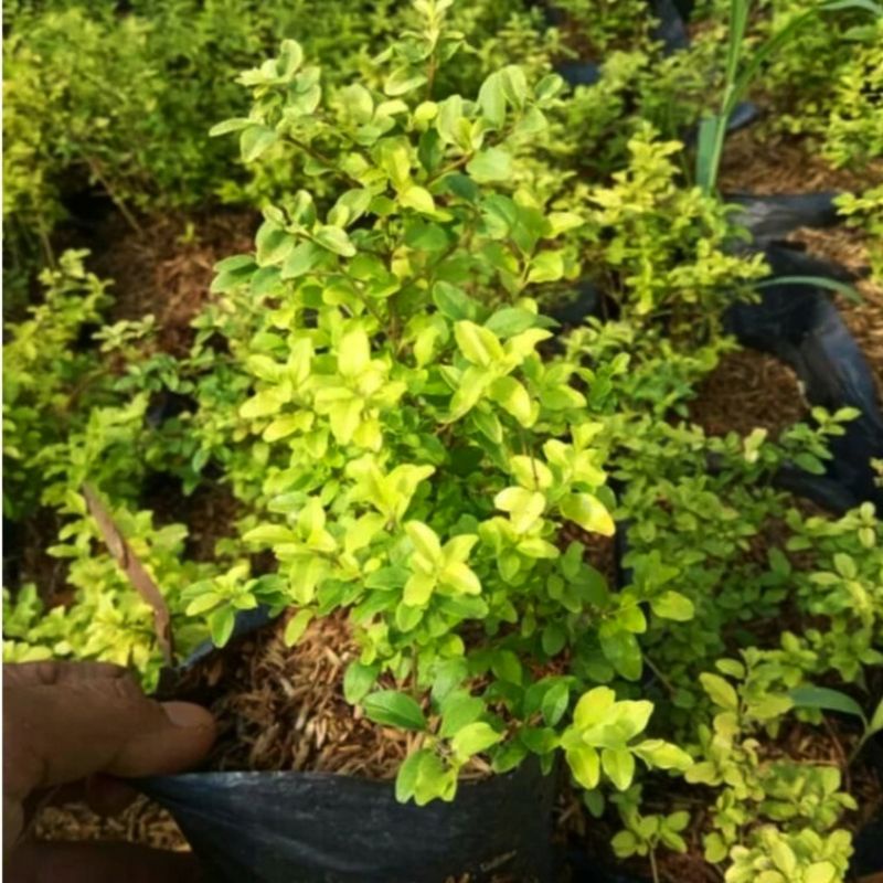 Jual tanaman legistrum kuning/kututan batang besar siap di bonsai ...