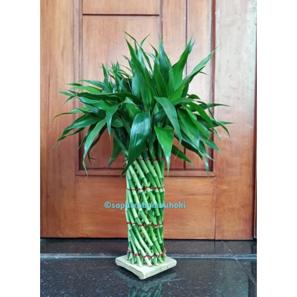 Jual Bambu Hoki / Bambu Rejeki Model Sangkar 20 Tinggi 40-45cm | Shopee ...