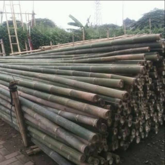 Jual Jual bambu utuh bulat size 2 m | Shopee Indonesia