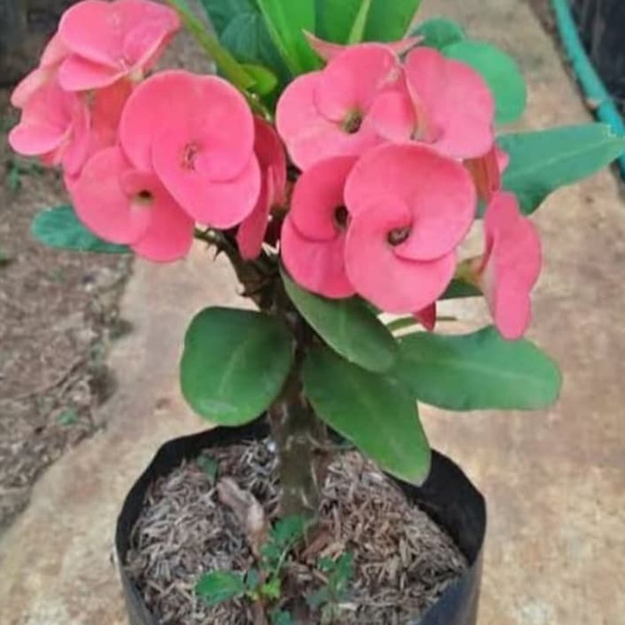 Jual tanaman hias pohon kaktus eporbia bungnga merah | Shopee Indonesia