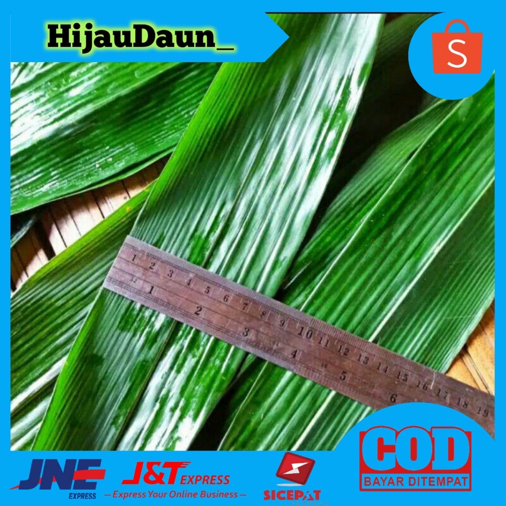 Jual Daun bambu bungkus bacang ukuran jumbo 50 Lembar | Shopee Indonesia