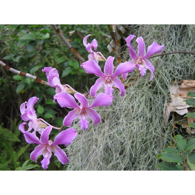 Jual Anggrek Dendrobium Superbins | Shopee Indonesia