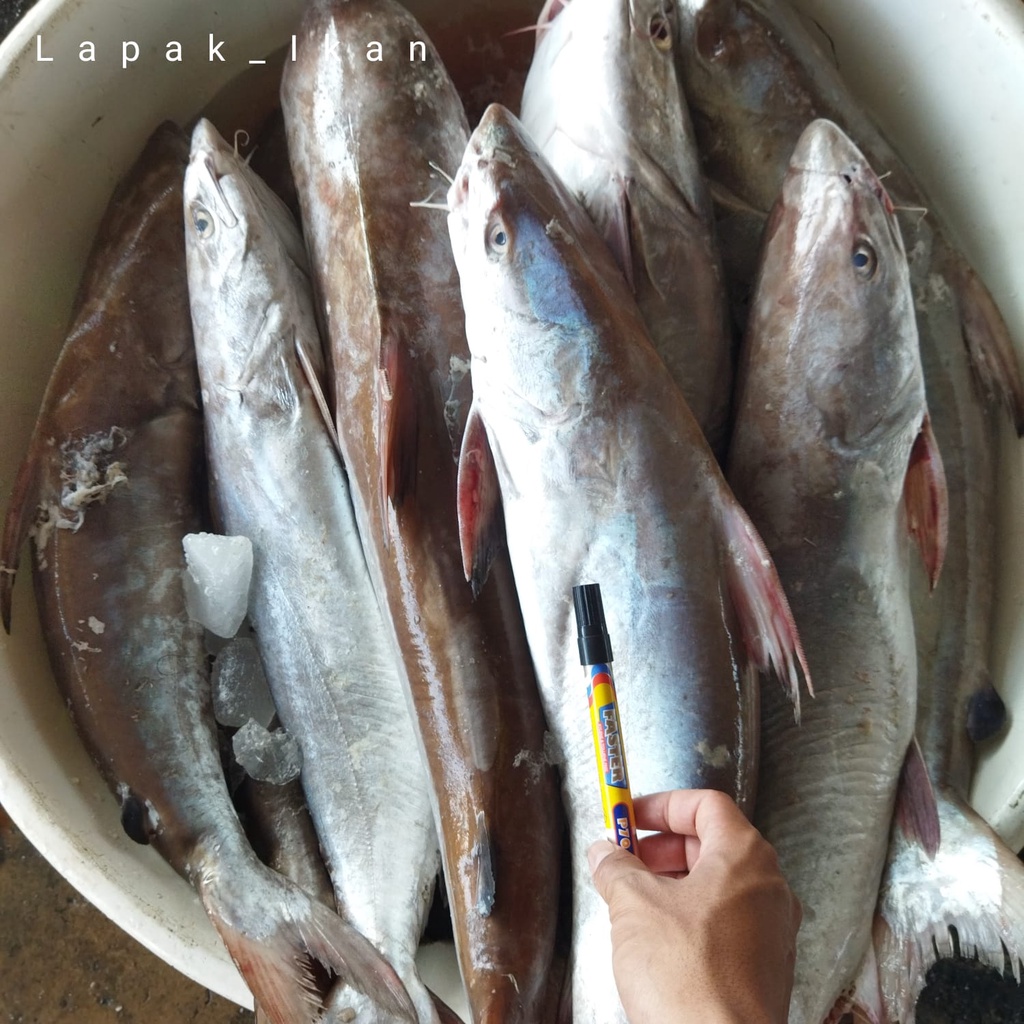 Jual Ikan Jambal Manyung Ekoran Ikan Segar Harian BERGARANSI | Shopee ...