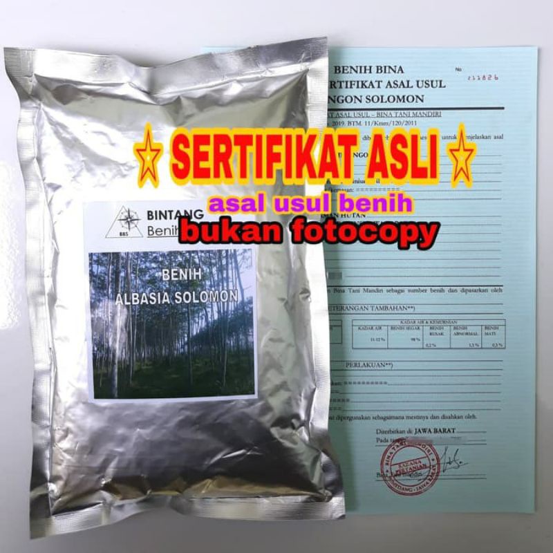 Jual Bibit sengon solomon benih sengon putih sengon solomon jaguar ...
