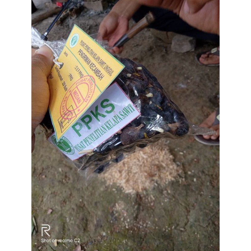 Jual Kecambah Sawit PPKS Siap Semai isi 250 butir | Shopee Indonesia