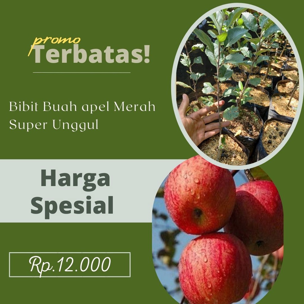 Jual PROMO BIBIT APEL FUJI MERAH ASLI SIAP TANAM | Shopee Indonesia