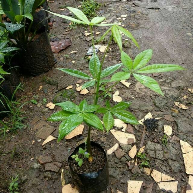Jual Tanaman hias pacira & pohon hoki | Shopee Indonesia
