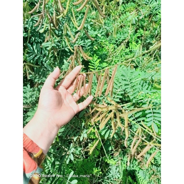 Jual Biji Indigofera 100gram Bunga Putih isi 18000 Butir Benih Biji ...