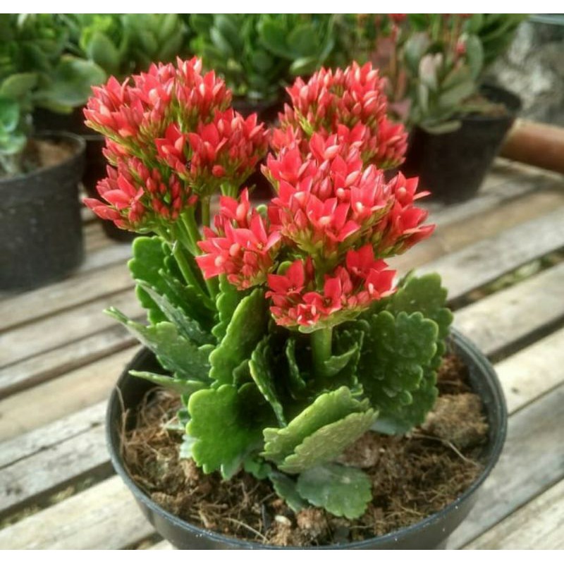 Jual Tanaman Cocor Bebek hias Berbunga merah, pink, kuning, orange ...