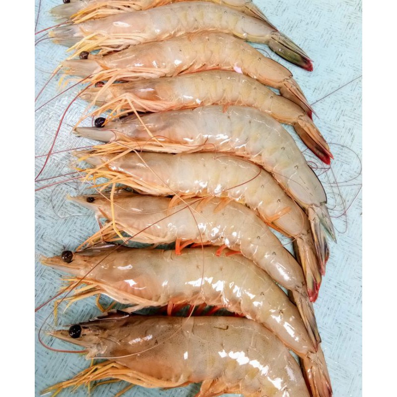 Jual UDANG JERBUNG BESAR SEGAR SIZE 20/25 1KG | Shopee Indonesia