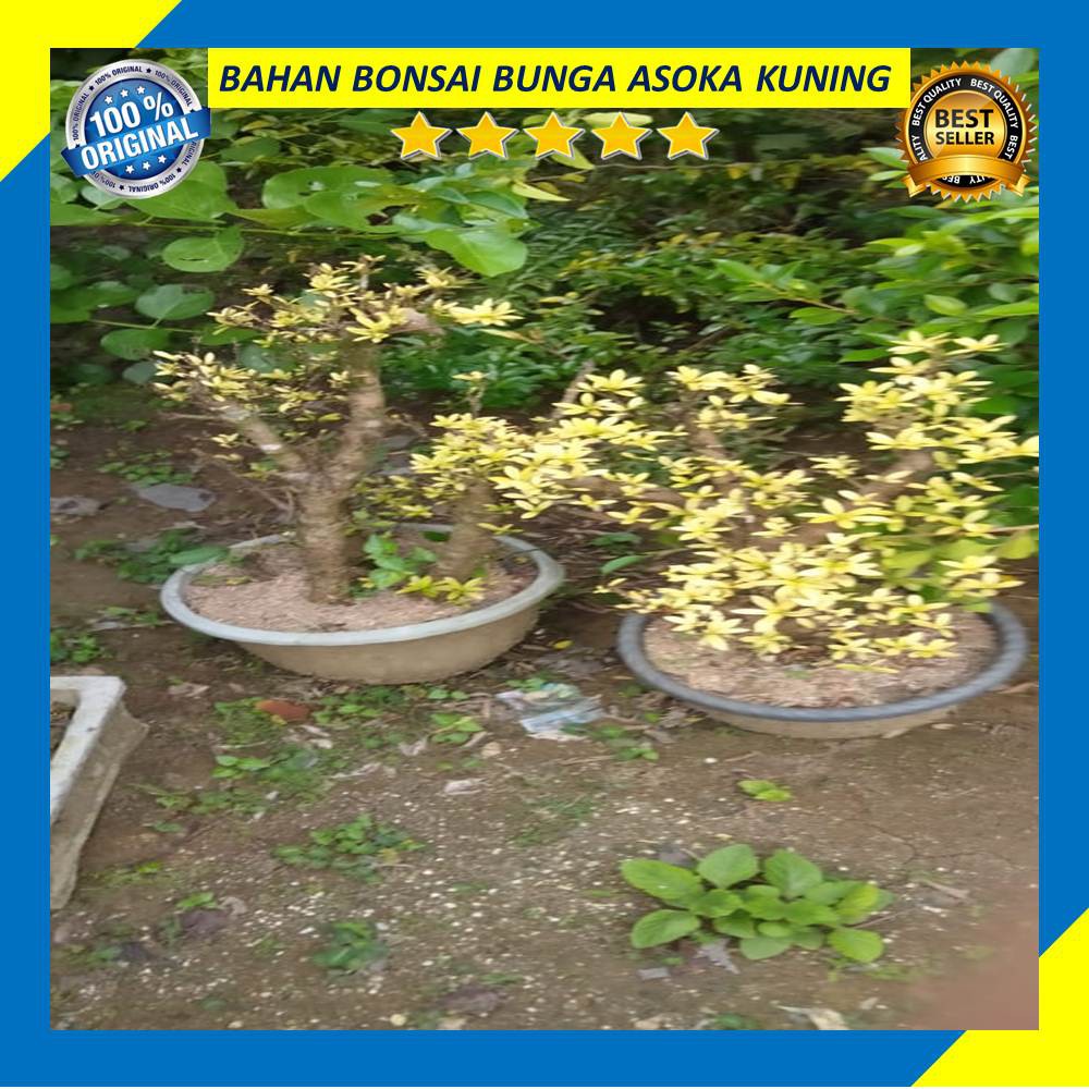 Jual Tanaman Hias Bahan Bonsai Bunga Asoka Kuning Hawaii Kuning Jepang ...
