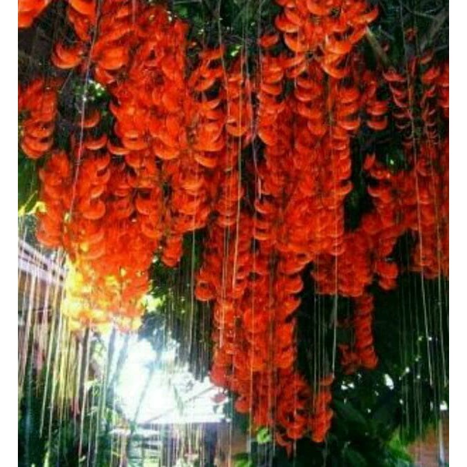 Jual tanaman flame of irian (bunga api) | Shopee Indonesia