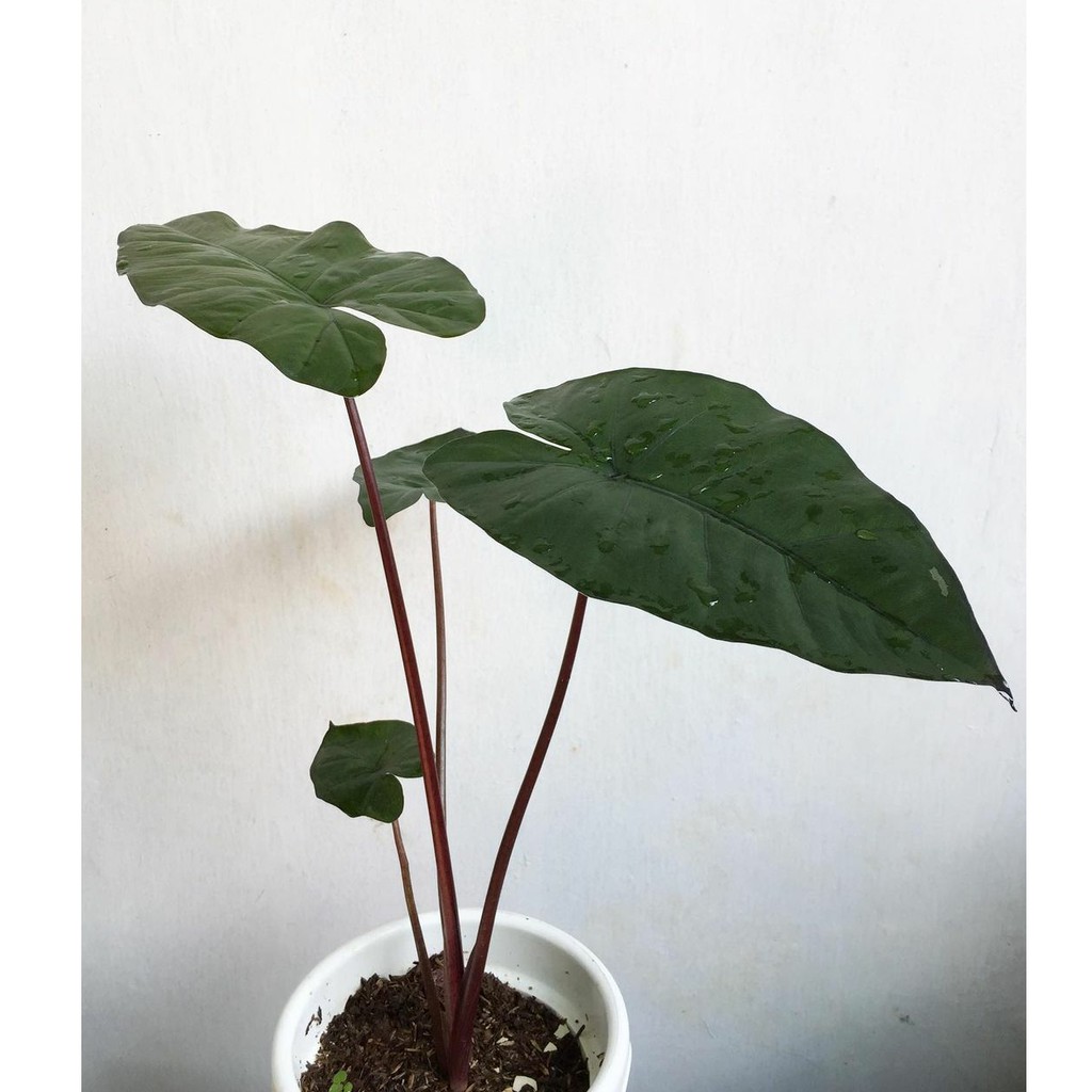Jual tanaman hias alocasia plumbea nigra / sente hitam | Shopee Indonesia