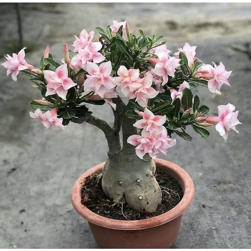 Jual Adenium bonggol besar/tanaman hidup/bunga hidup murah/bunga hidup ...